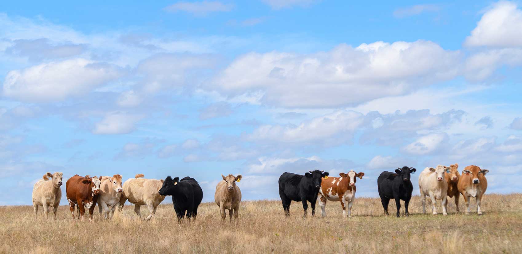 Home - Bullnanza Stud Service - Bull Semen Collection Facility