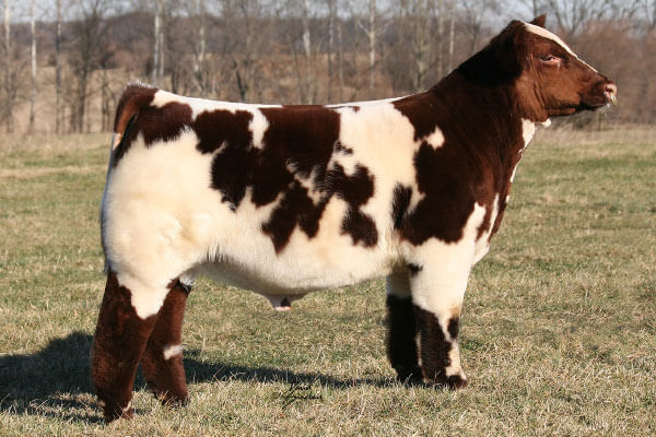 Purebred Sires - Bullnanza Stud Service